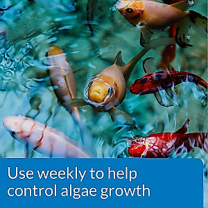 API POND ALGAEFIX Algae Control 32-Ounce Bottle, FISHAQUARI (169G)
