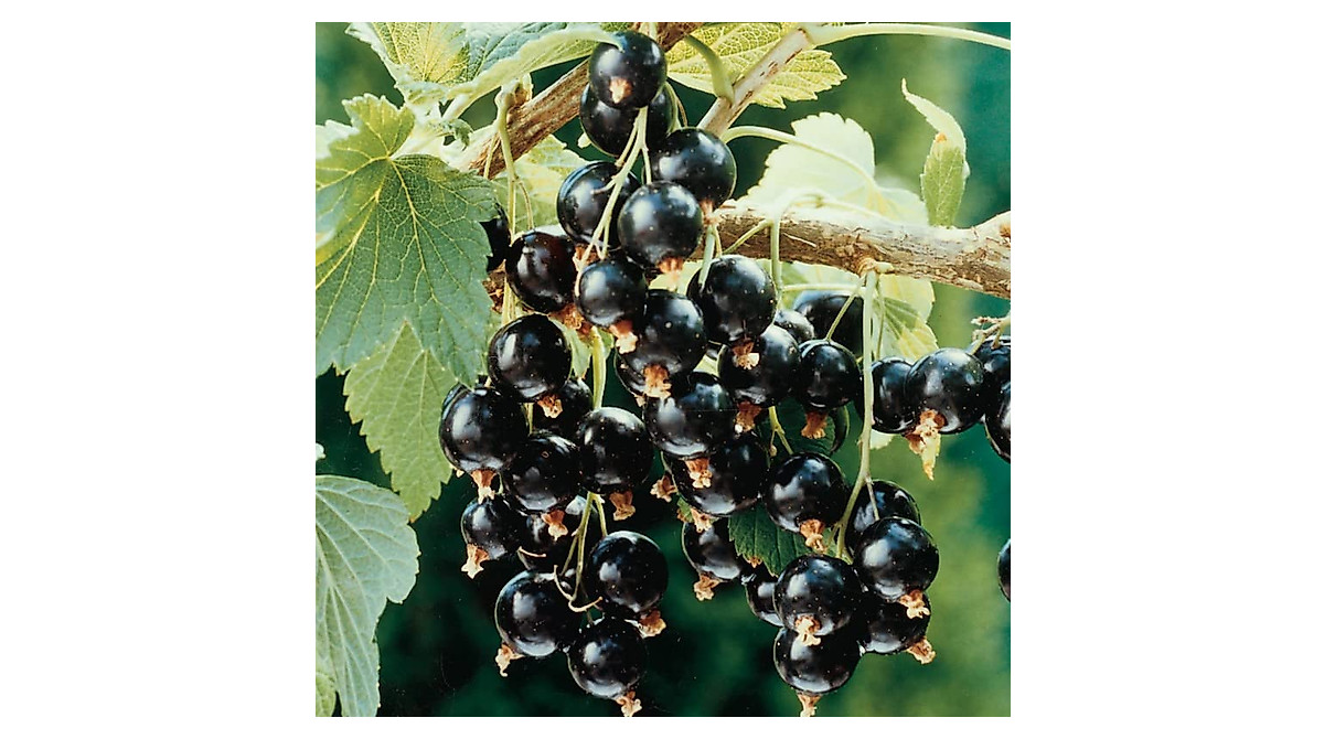 Black Currant Seeds - Grow Edible Berries in Your Garden