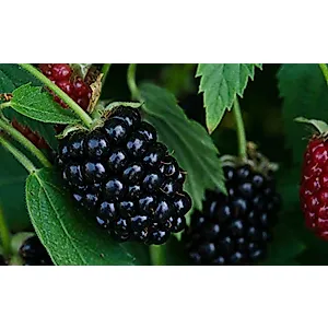 BlackBerry - Chester - THORNLESS - Non-GMO - Good Flavor, Large Berries - 2 Pack - Wrapped in Coco Coir - GreenEase by ENROOT