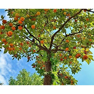 American Persimmon Tree - 6-12" Tall - 4" Pot - Live Plant - Diospyros virginiana