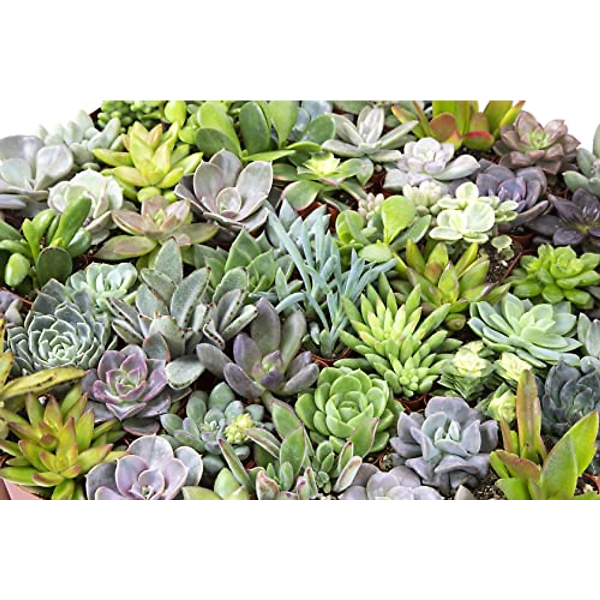 Altman Plants, Live Succulent Plants (20 Pack) Assorted Potted Succulents Plants Live House Plants in Cacti and Succulent Soil Mix, Cactus Plants Live Indoor Plants Live Houseplants in Planter Pots