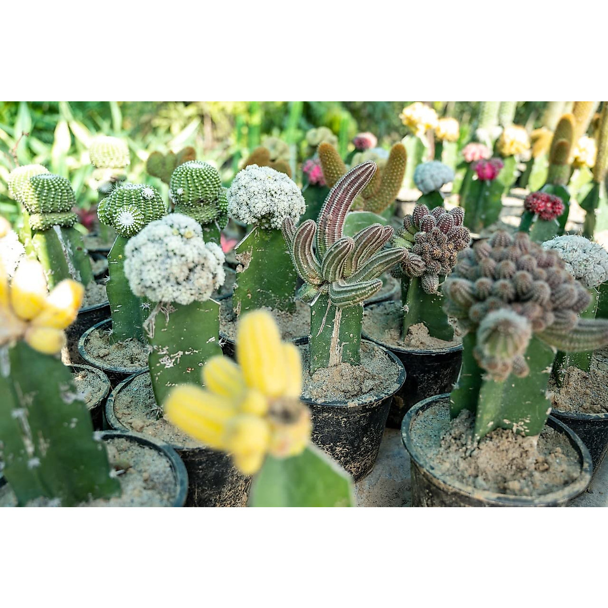 HADIZ Stainless Steel Garden Tweezer Two Piece Set with Curved Tip Tweezers for Cactus and Succulents Gardening