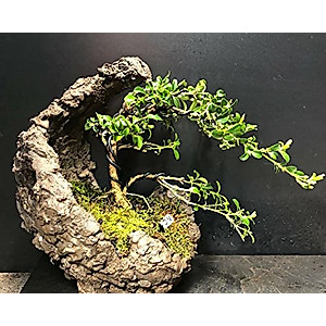 3 Pieces 10m Bonsai Wire Craft Aluminium Wire Bonsai Training Tools - Black (1.0 mm / 1.5 mm / 2.0 mm, 10m for Each Size)