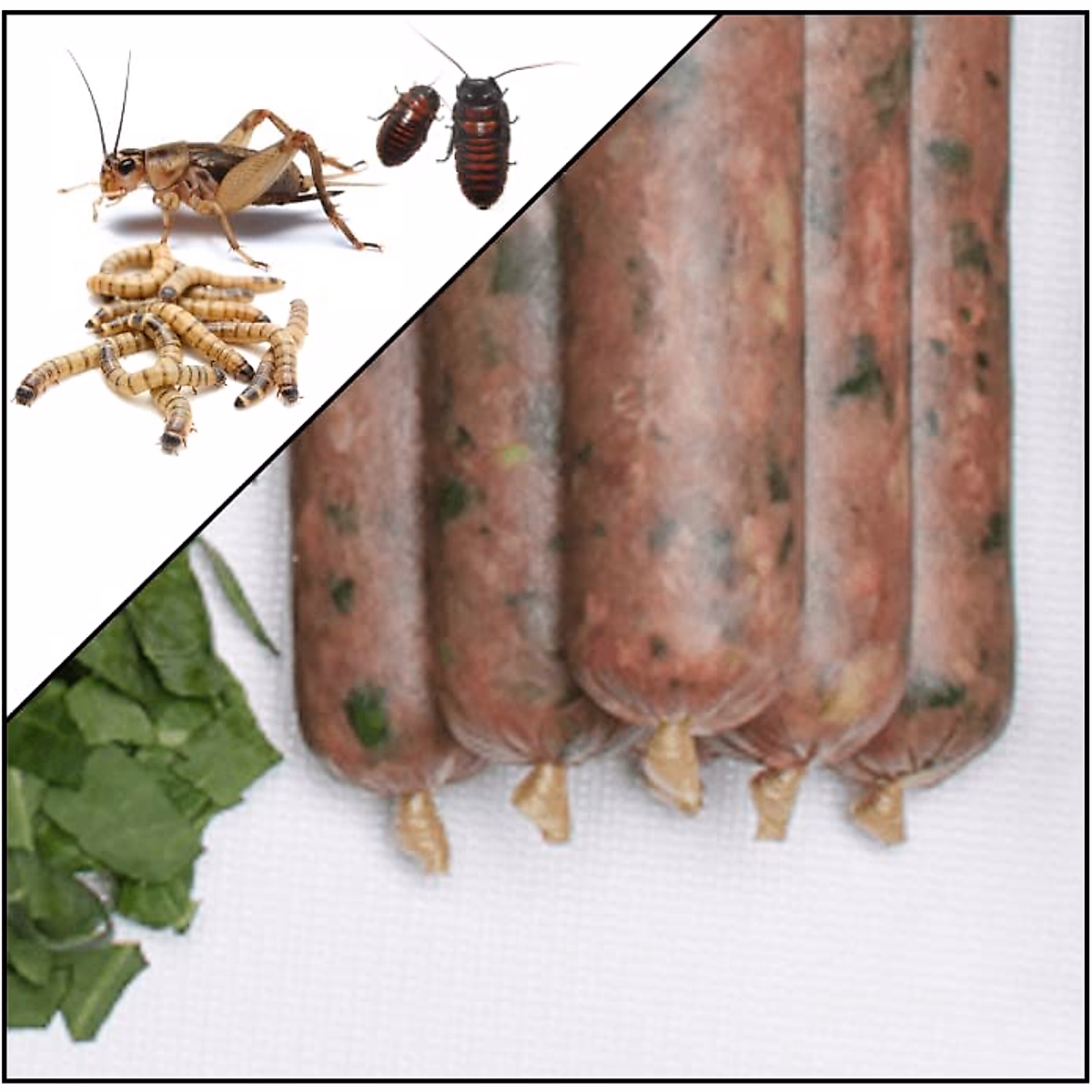 Reptilinks LLC 25/25/50 Omnivore Blend + Insects for Bearded Dragons & Blue-Tongued Skinks