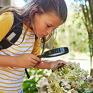 SIENON 8pcs Honey Bee & Ladybug Life Cycle Figurines - Plastic Insect Animal Growth Cycle Kit Montessori Toy Figures for Kids 3-8 Years Old