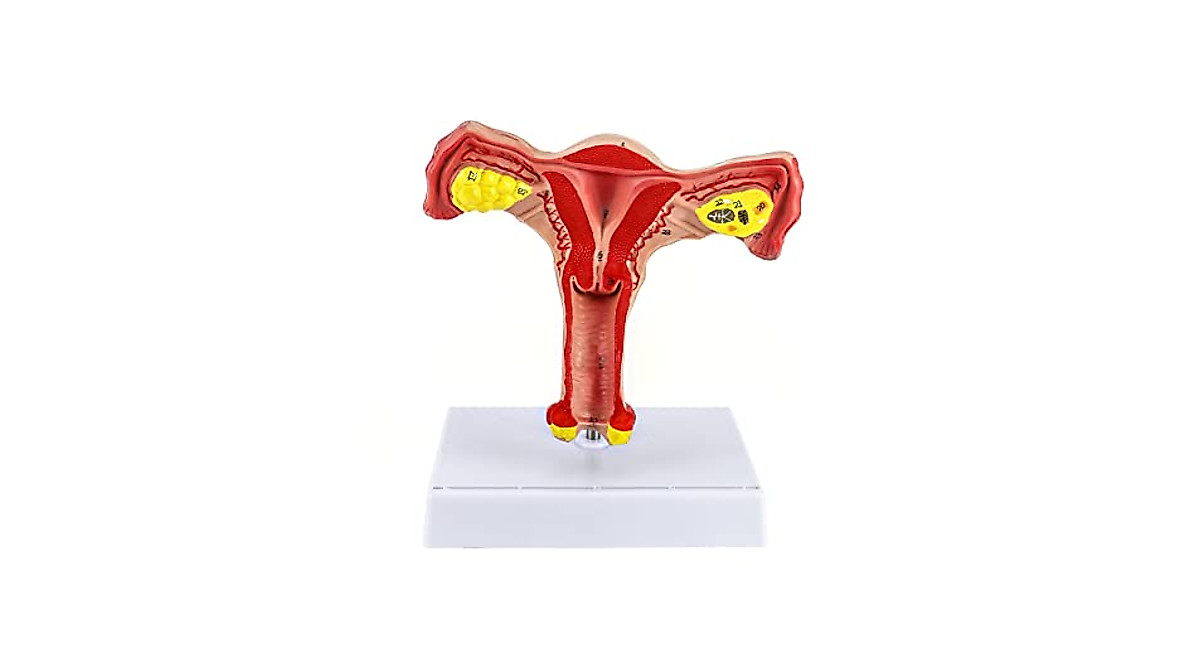 QWORK Human Female Uterus & Ovary Model for Teaching