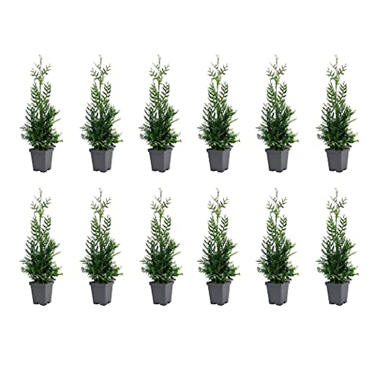 Thuja Plicata 'Green Giant' Arborvitae - 12 Live Quart Size Plants - Live Evergreen Privacy Tree