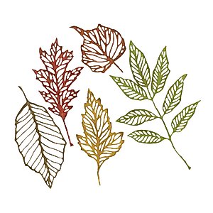 Sizzix TH Thinlits Skeleton Leaves, None