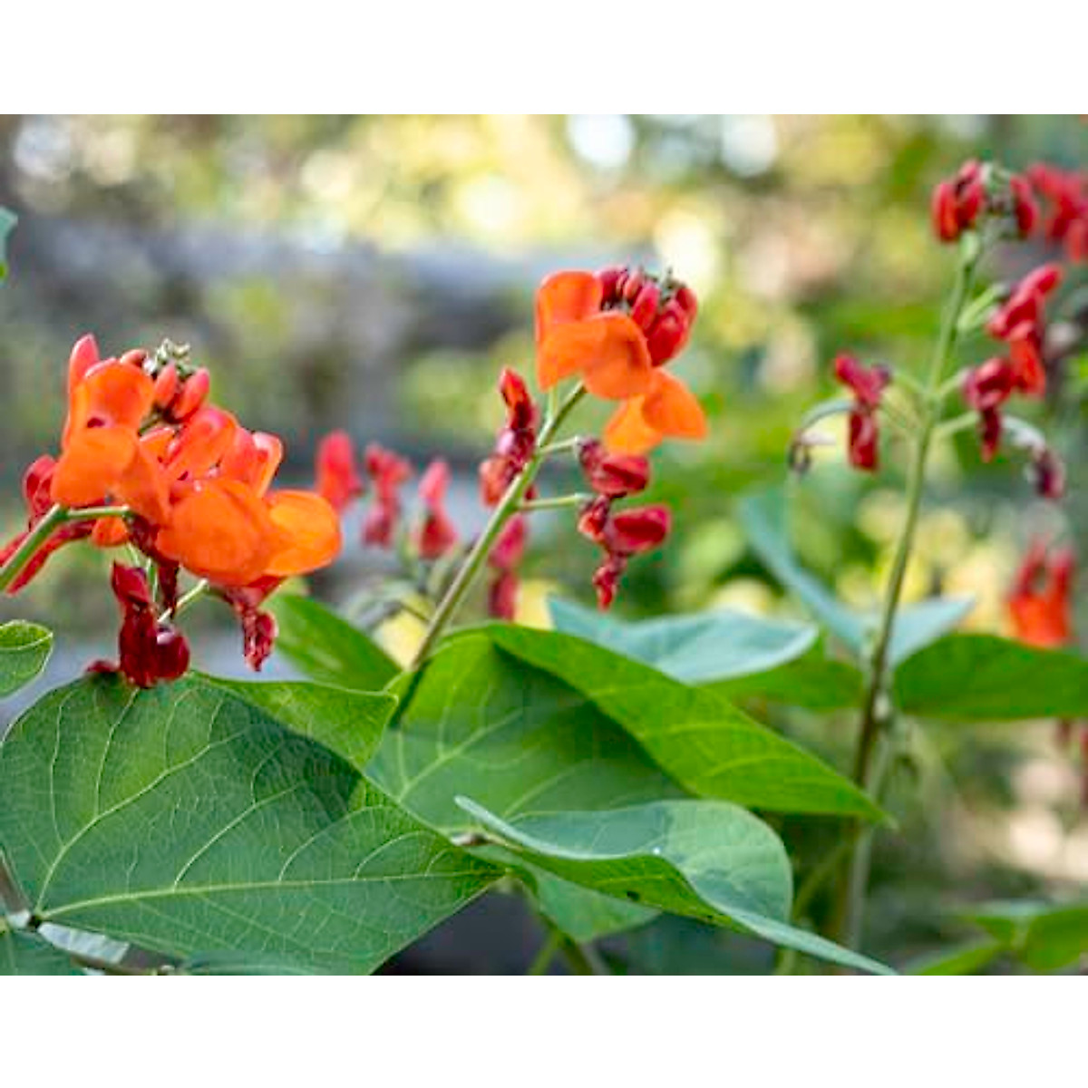 Heirloom Scarlet Runner Beans Seeds - 20 Large Bean Seeds Non GMO - Marde Ross & Company ®