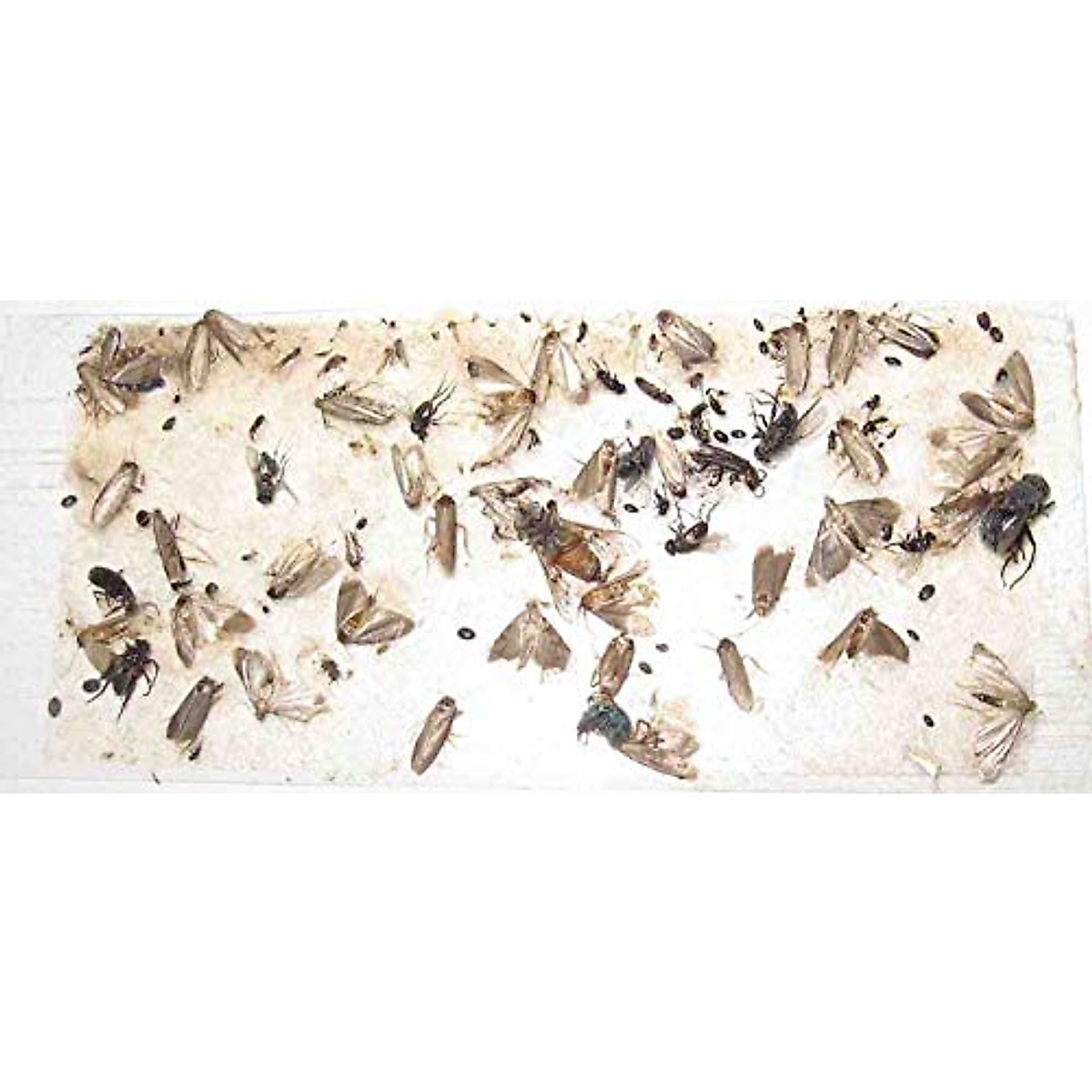 10 Pk Camel Cricket/Roach/Scorpion Sticky Traps