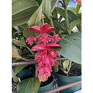 Nutricote. Timed Release Fertilizer. 18-6-8 180 Day. 2 Pounds. Orchids, Plants