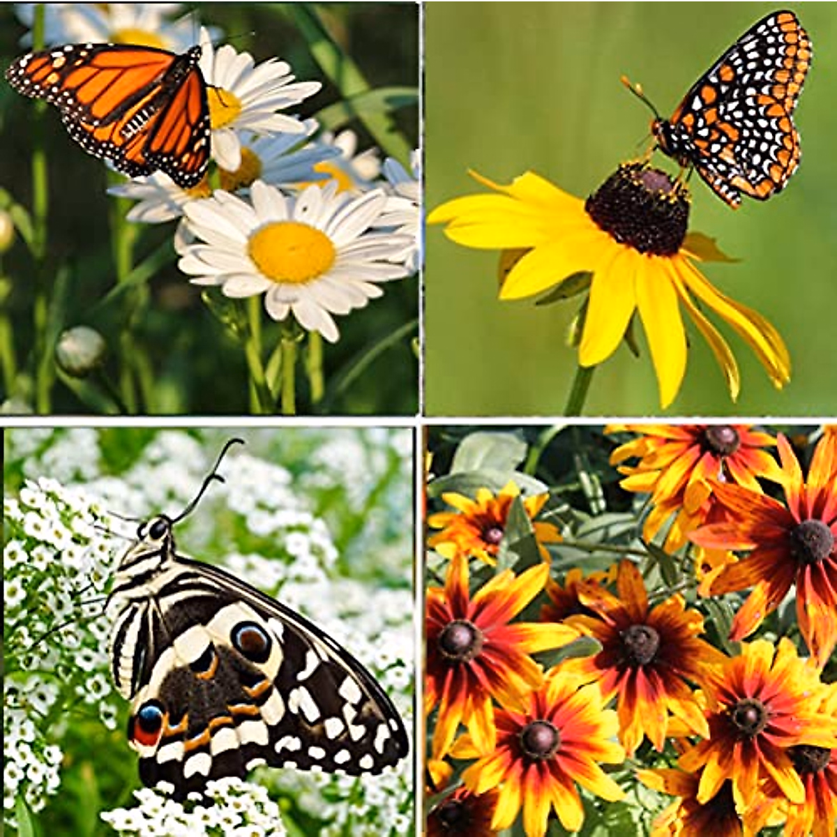 Perennial Wildflower Seeds Package with 25 Different Varieties 100,000 Seeds, Hummingbird and Butterfly Garden Seeds, Popular Perennial Flower Seeds, Non-GMO Wildflower Seeds Mix for Your Garden