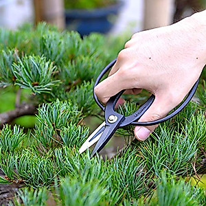 KAKURI Okubo Shears 7" (180 mm) Bonsai Scissors, Flower Arranging Scissors, Japanese Carbon Steel Professional Garden Tool, Black, Made in JAPAN