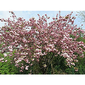 VAACNEE 10pcs Japanese Cherry Blossom Seed Tree Seeds