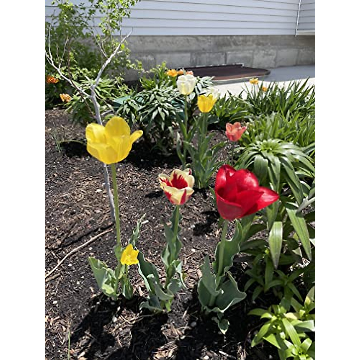100 All in One Mixture - 50 Tulips Bulbs and 50 Daffodil Bulbs a Colorful Mix of Tulips and Popular Dutch Master Daffodils!
