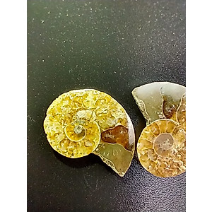 Universal Specialties Ammonite Pair 2pc Unique Fossil Stone Natural Specimen Shell Dinosaur Fossils Crystal Mineral Madagascar Feng Shui Chakra Energy Healing Raw Set Prehistoric Ancient Gemstone 2 cm