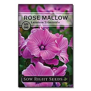 Sow Right Seeds - Tree Mallow Hibiscus Seeds to Plant - Full Instructions for Planting and Growing a Beautiful Flower Garden; Non-GMO Heirloom Seeds; Wonderful Gardening Gift (1)