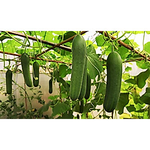 TomorrowSeeds - Persian Cucumber Seeds - 30+ Count Packet - Lebanese Middle Eastern Cucumbers Beit Alpha F1 Hybrid Burpless Kirby Garden