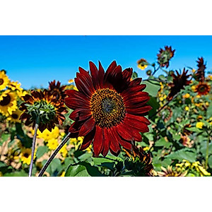 Velvet Queen Mix Sunflower Seeds for Planting, 50+ Seeds Per Packet, (Isla's Garden Seeds), Non GMO & Heirloom Seeds, Scientific Name: Helianthus annuus, Great Home Garden Gift