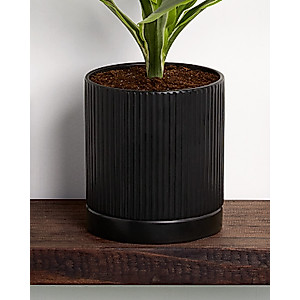 Greendigs Lemon Lime Dracaena Plant in Black Ceramic Fluted 5-Inch Pot - Houseplant Pre-Potted with Premium Soil