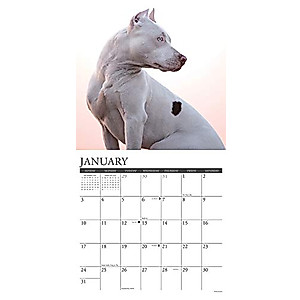 Just American Pit Bull Terriers 2021 Wall Calendar (Dog Breed Calendar)