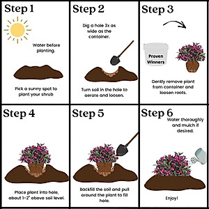 Proven Winner Spilled Wine Weigela, 2 Gal, Bright Pink Flowers and Deep Purple Foliage