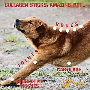 Dog Chits Beef Collagen Sticks for Dogs and Puppies | 12 Inch | Naturally Loaded w/Collagen | Amazing for Joints and Skin | Odor Free | All Natural | Long Lasting Chew | Grass Fed Beef | 6 Pack