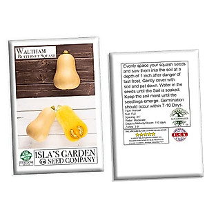 Waltham Butternut Winter Squash Seeds for Planting, 50+ Heirloom Seeds Per Packet, (Isla's Garden Seeds), Non GMO Seeds, Botanical Name: Cucurbita moschata,