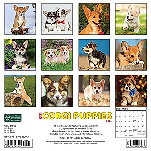 Willow Creek Press Corgi Puppies Monthly 2024 Wall Calendar (12" x 12")