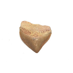 Zentron Crystal Collection Corax Shark Teeth Squalicorax Fossil Tooth 1" (10)