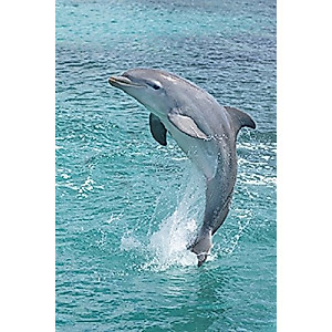 Sterling Silver Intelligent Playful Creature of Marine "Blue Eyes Dolphin" Ring - (Size 4-10)