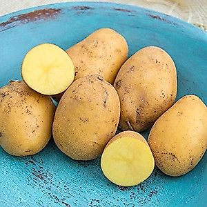 60 Yukon Gold Potato Seeds, Heirloom Long Storage Planting Ornaments Garden Perennials Simple to Grow Pots Gift