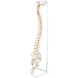 Axis Scientific Full Size Ultra Flexible Spine Model with Removable Femur Heads - Comprehensive Spine Anatomy Model with Nerves, Ideal for Chiropractic Practice and Medical Education