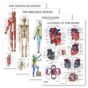 Palace Learning 4 Pack - Anatomical Poster Set - Laminated - Muscular, Skeletal, Dermatomes, Heart Anatomy - Anatomy Chart Set (LAMINATED, 18” x 24”)