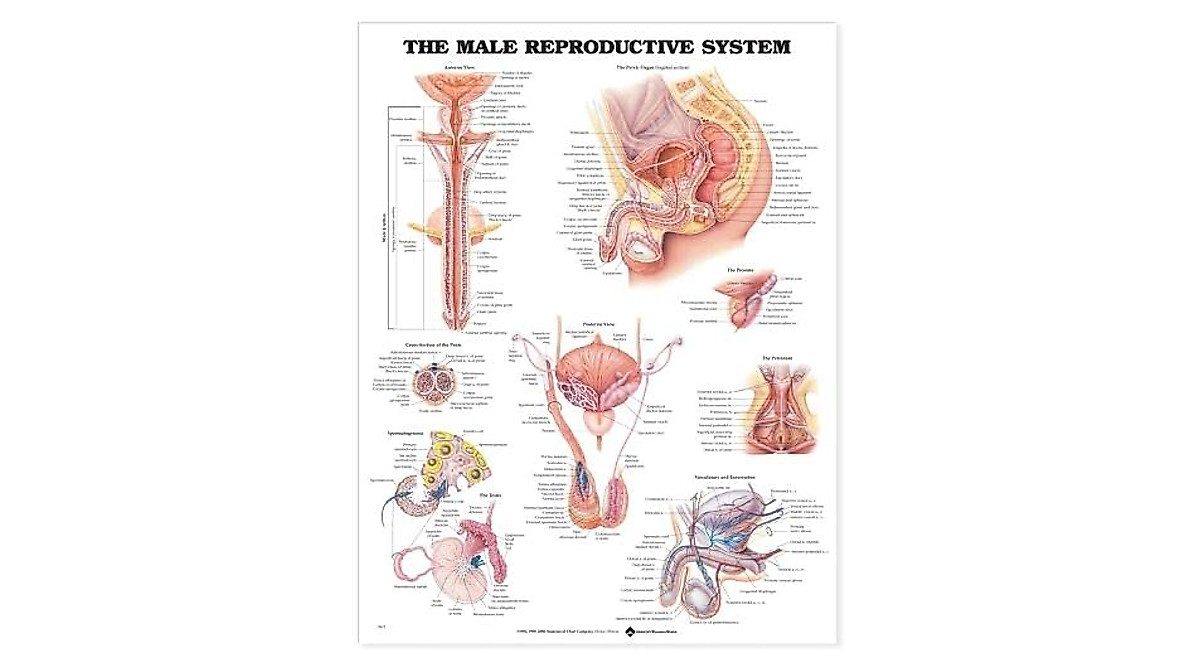 The Male Reproductive System Anatomical Chart | ACC