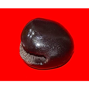 RUDRADIVINE Stone Laxmi Narayan Shaligram (Black)