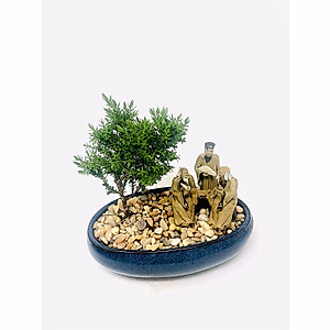 Juniper Bonsai Tree with Three Master's Reunion Ceramic Pot