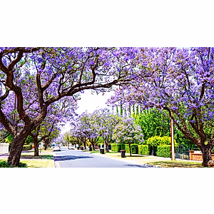 100 Jacaranda Tree Seeds (Jacaranda mimosifolia/Jacaranda acutifolia) - 100 Seeds - Blue Jacaranda Seeds, Black Poui, Nupur Tree - Pack of 100 Rare and Viable Seeds - QO Seeds