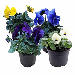 Live Healthy Flowering Pansies - Assorted Colors (4 Plants Per Pack), Beautiful Fall Color, 6" Tall by 4" Wide in 1 Pt Pot