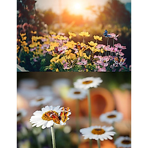 SHCHA 12 PCS Butterfly Wall Decals with Luminous Function, 3D Butterflies Removable Mural Stickers Wall Stickers Art Decal Home Decals Stickers Magnetic PVC Room&Garden Decor DIY Stickers