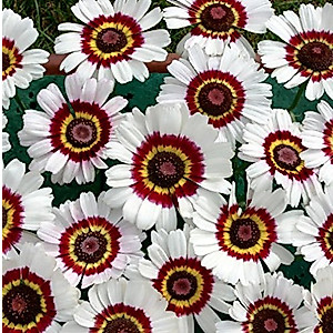 "Painted Daisy" Flower Seeds for Planting, 500+ Flower Seeds Per Packet, (Isla's Garden Seeds), Non GMO & Heirloom Seeds, Scientific Name: Chrysanthemum Carinatum