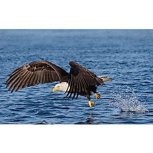 Sigma 18-250mm f3.5-6.3 DC MACRO OS HSM for Canon Digital SLR Cameras