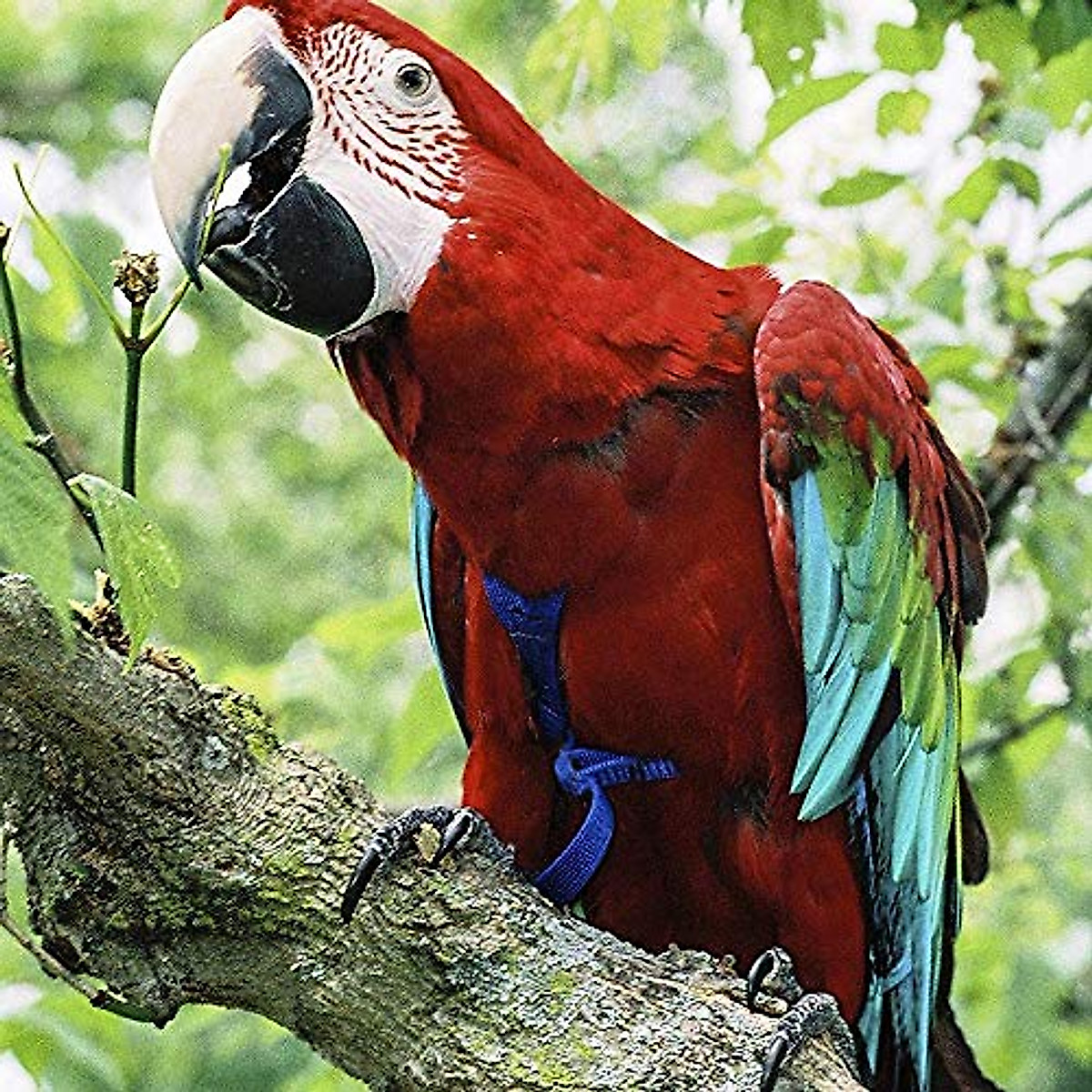 GFHFG Pet Bird Harness and Leash,Adjustable Parrot Bird Harness Leash - Pet Anti-Bite Rope Harness and Leash(M)