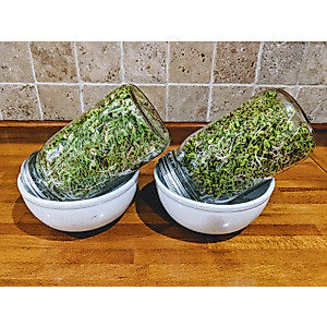 Sprouting Jar with Screen Lid-316 Stainless Steel 100% Rust Free, Wide Mouth Quart Mason Jar Kit Sprouter, Organic Healthy Fresh Broccoli, Alfalfa, Mung Bean Sprouts and more (Seeds not included)