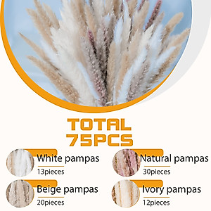 MnS Glam 75 Pc Natural Dried Pampas Grass-25 Pc Cream White Pampas/ 30 Pc Brown Pampass/ 20 Pc Beige Pompus Reed Grass 17.5" Fluffy Stems Dry Pompous Bouquets for Home Decor Wedding Flower Arrangement