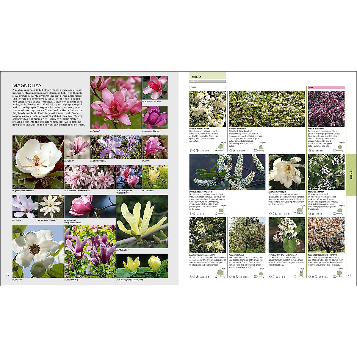 Encyclopedia of Plants and Flowers