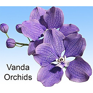 Vanda Orchid Cutter Set by WSA