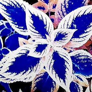 YEGAOL Garden 100Pcs Blue-White Coleus Seeds Annual & Maintenance Heat Tolerant Attracts Birds & Hummingbirds Beds Boreders Patio Container Indoor Outdoor