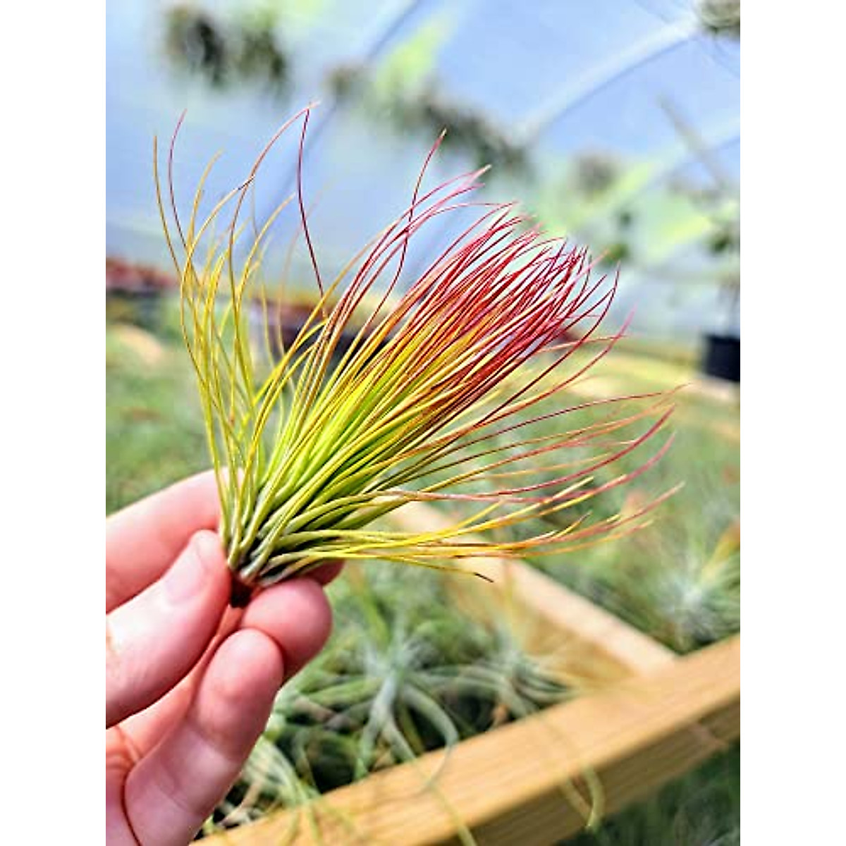 The Drunken Gnome AIR Plants – Andreana – 3 Pack - air Purifying Flowering Tillandsia for Terrarium, Fairy Garden Starter kit, Home Office, Indoor Outdoor, Corporate Gift (3 Pack)