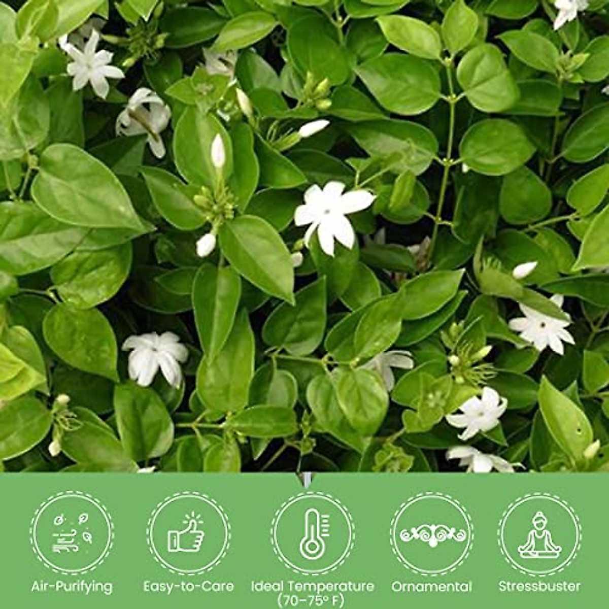 American Plant Exchange Sambac Jasmine - Fragrant White Blooms, Evergreen Foliage, Ideal for Gardens and Indoor Aromatherapy